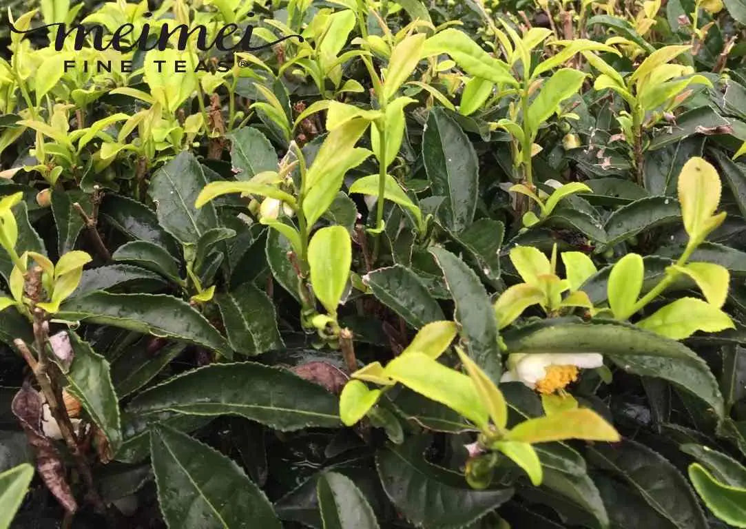 Bai Ji Guan: One of the Four Famous Wuyi Rock Oolongs and Why You’ve ...