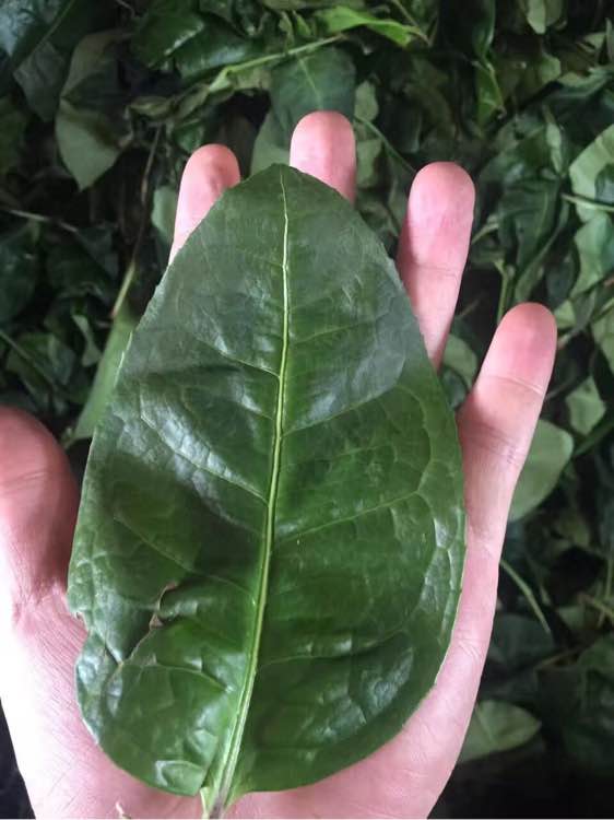 What is Fo Shou (Buddha’s Hand)? An Authentic Wuyi Rock Oolong Tea Like ...