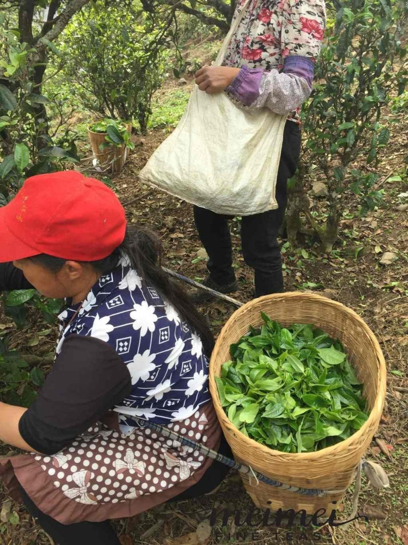 2016 Authentic Bing Dao Arbor Tree Raw Pu-erh Tea Dragon Balls – Meimei Fine Teas